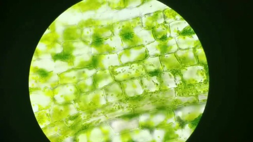 可爱的叶绿体的流动