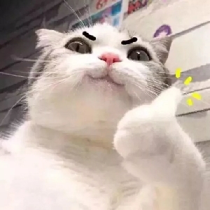 可爱多罗猫 