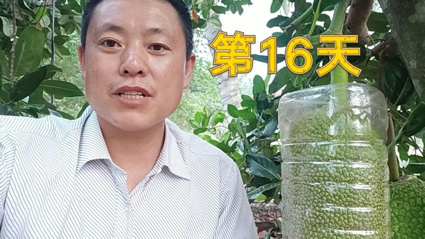 16天长成什么样,越南菠萝蜜从小到大记录生长每一天