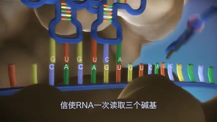 DNA到蛋白质的转录翻译 #动画演示