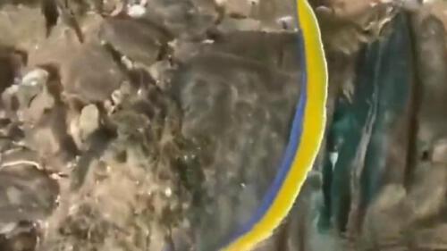 ...惊现七彩鳗鱼相信有很多人没有见过,这次就让你们见识一下,开开眼界!