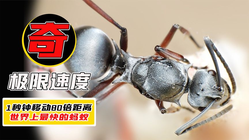 身披银甲制冷服的超级蚂蚁,1秒移动身体100倍,速度慢就会死亡