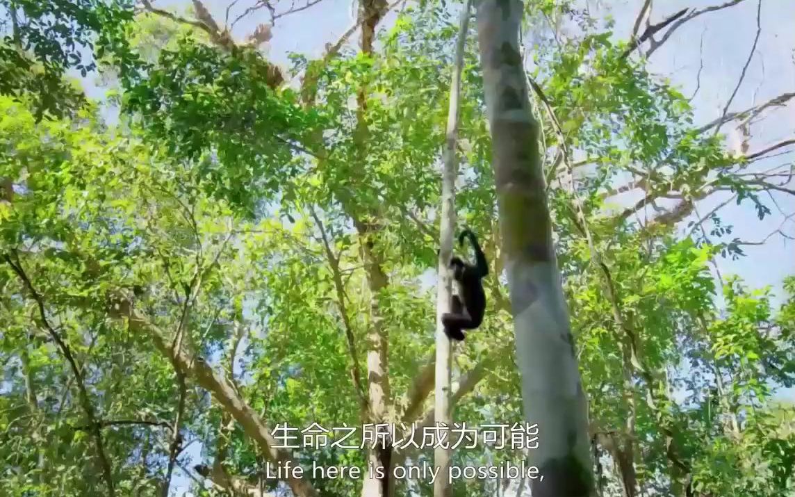 ...因为喜欢所以分享!第一次自己配音!请海涵!保护动物爱护自然人人有责