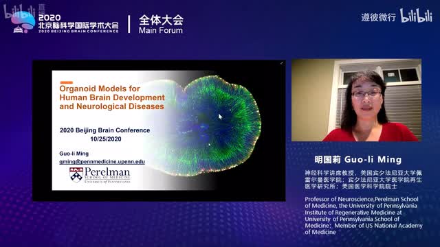 用于人脑发育和神经系统疾病的类器官模型