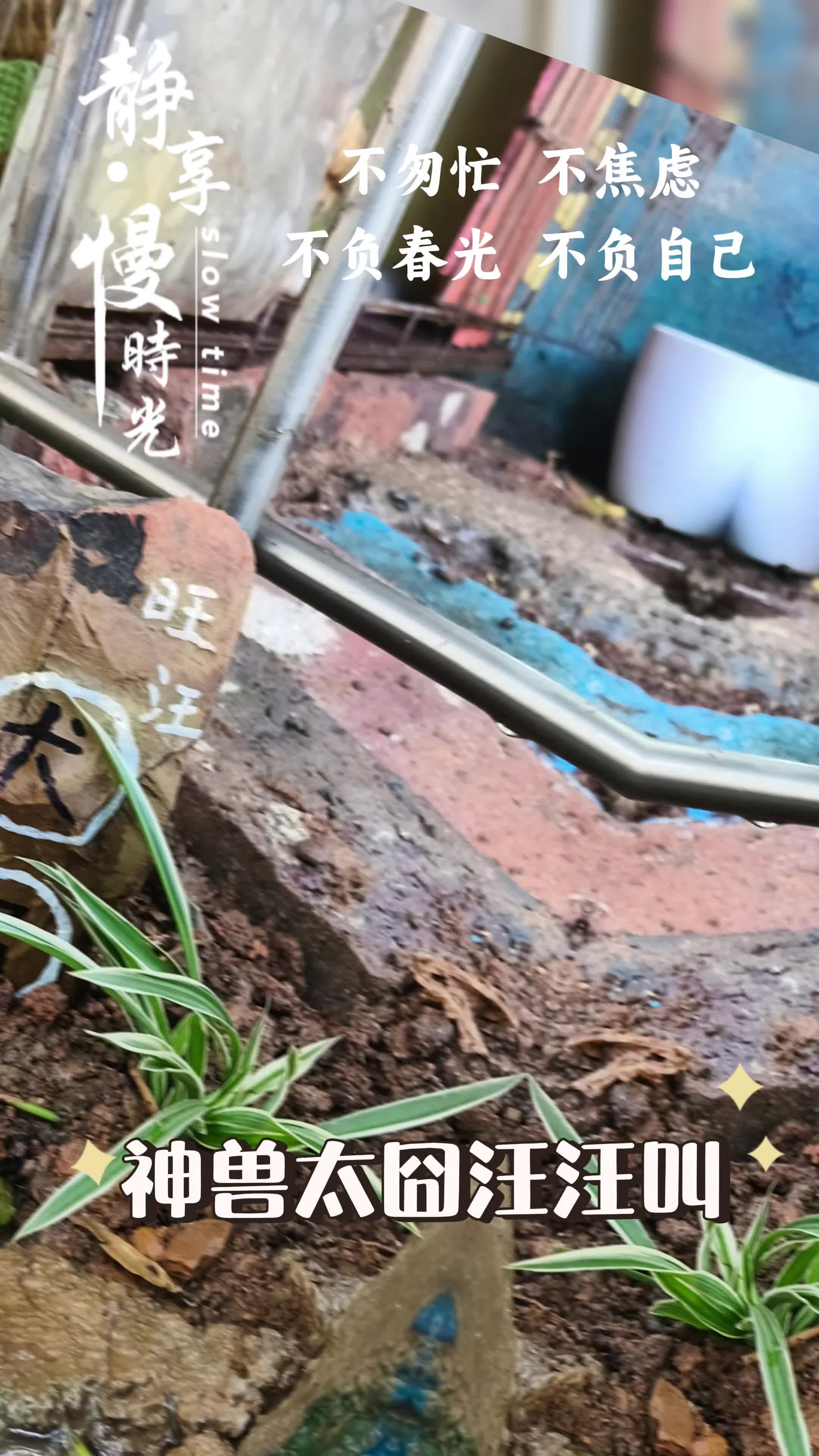 ...狗狗的窝重新整理了下,为了搬砖整窝,被蚂蚁咬了10几个地方,真的毒,...