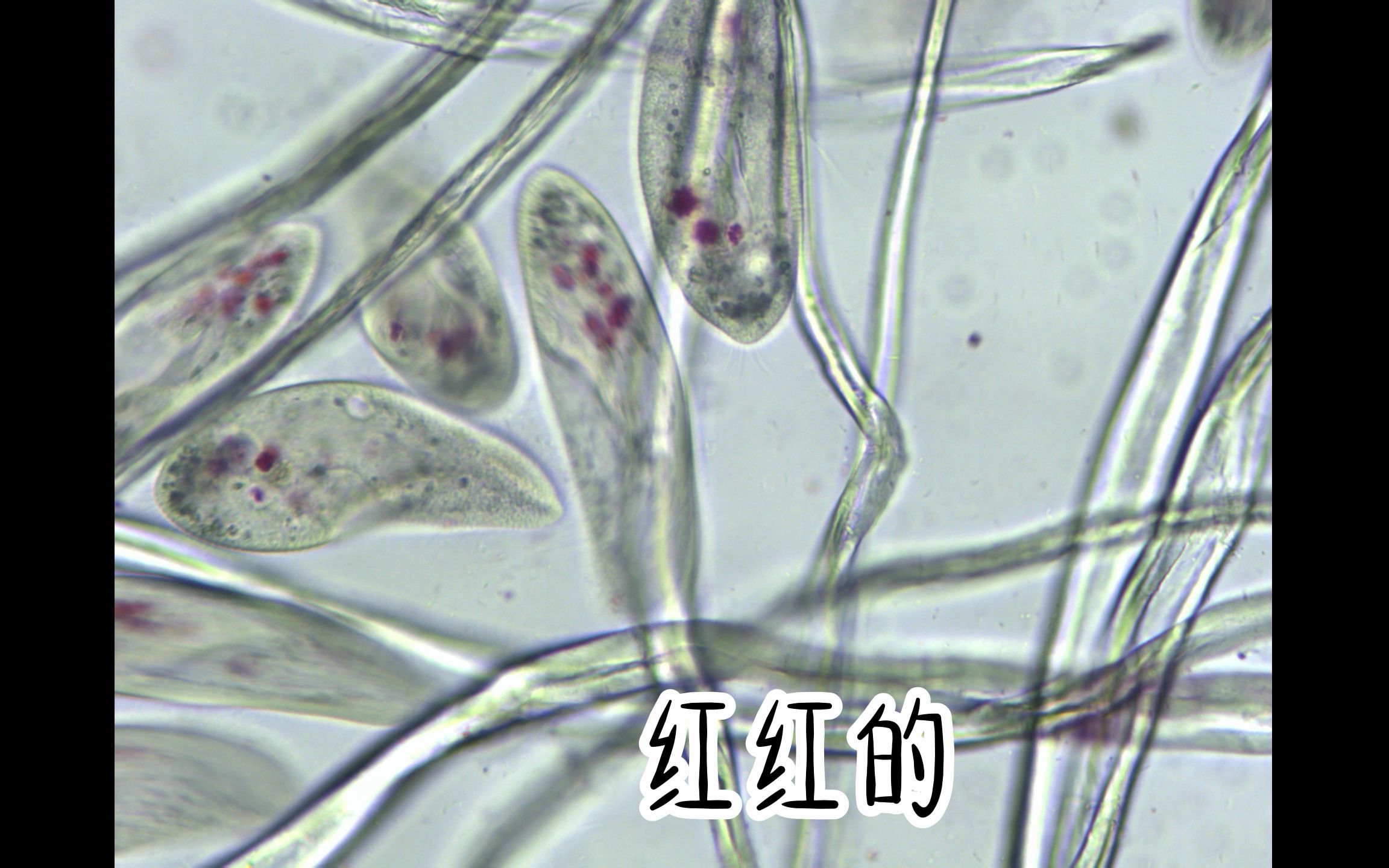 【动物学】第二次实验(2)观察草履虫的排泄(×)观察逆境之中挣扎的...