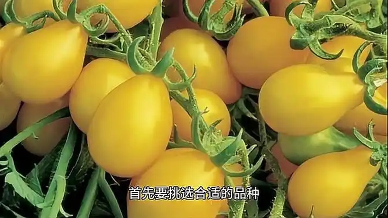《西红柿种植:技术要点与用心呵护的丰收之道》