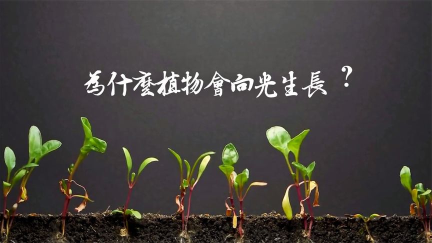 人类至今没有确定植物为什么会有这种现象!