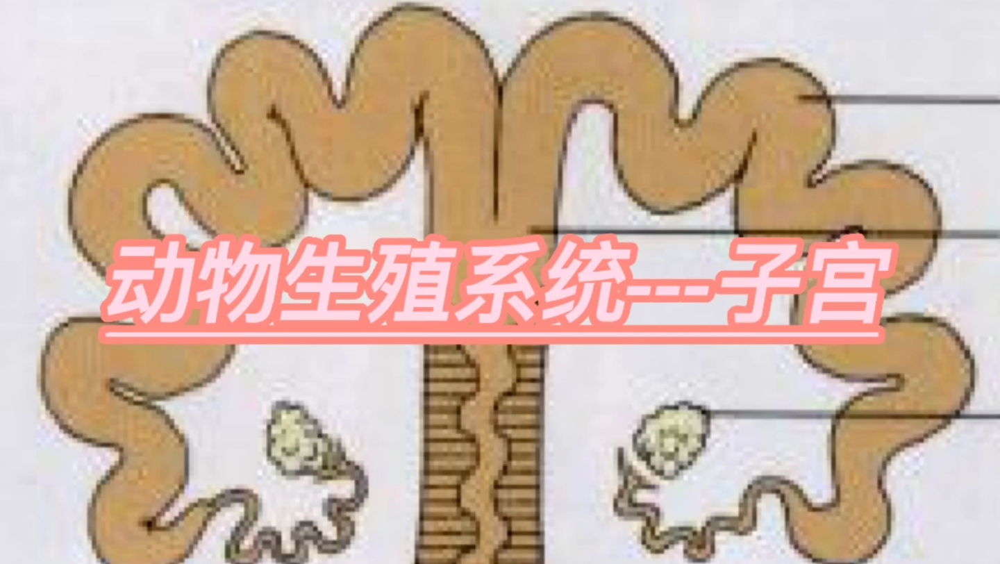 每天一块小芝士---动物生殖系统---子宫