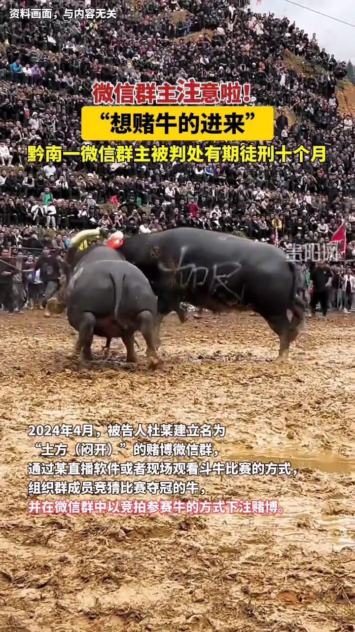 微信群主注意啦!黔南一微信群主被判处有期徒刑十个月#赌博骗局#...