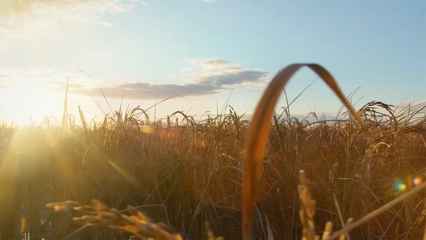 今天是世界粮食日,适合听这首歌