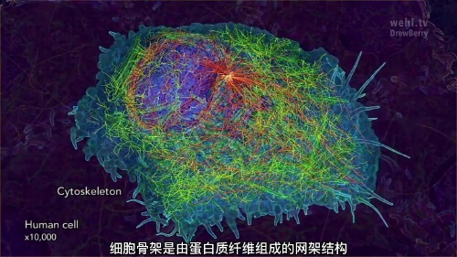 细胞结构:细胞骨架