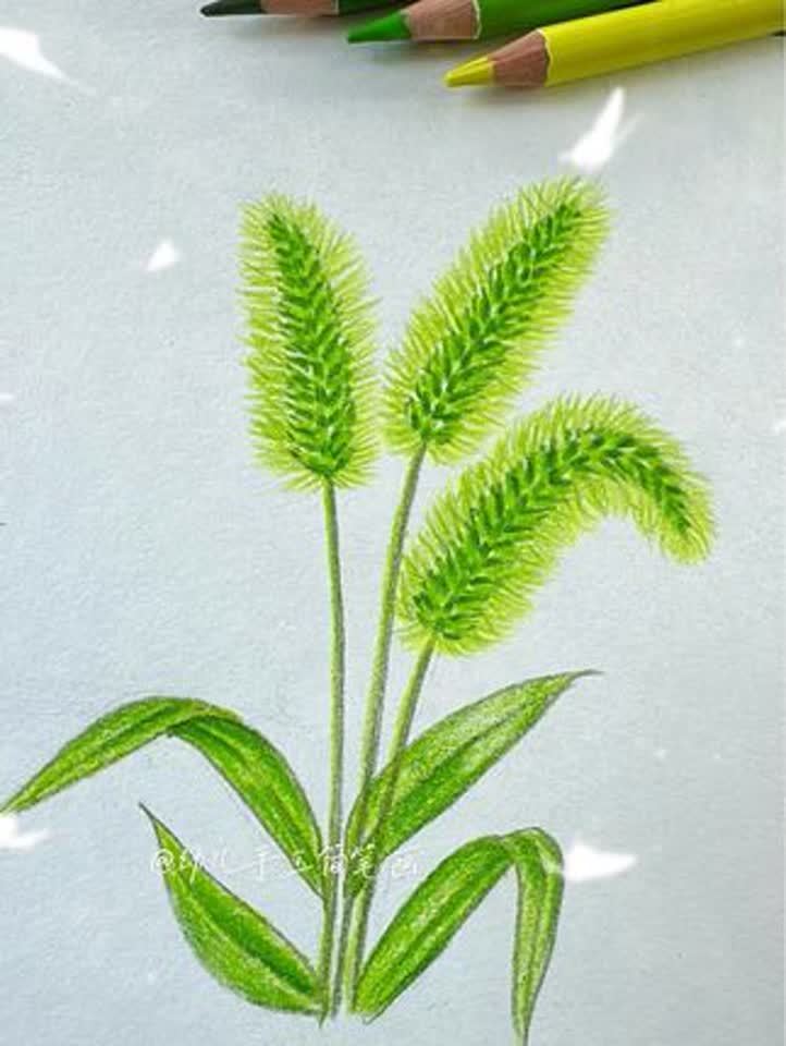 答应宝要画的狗尾巴草,今天说什么也得安排上 #简易花草画法 #儿童画 ...