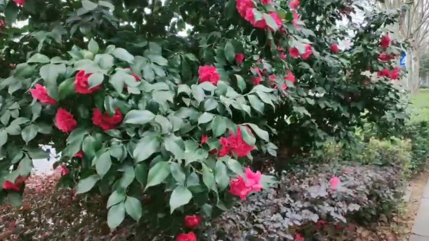 网上买的自行车,自已组装的没调试好,车头老歪