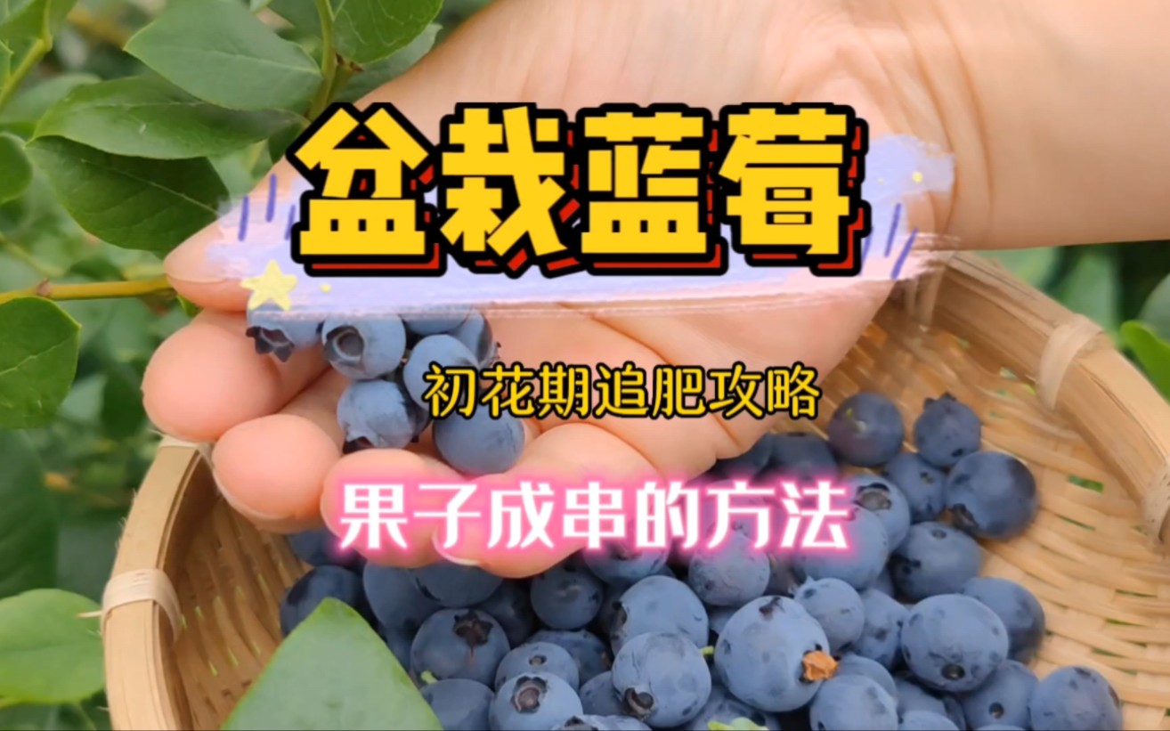 盆栽蓝莓初花期这样去施肥,结果多,还能成串