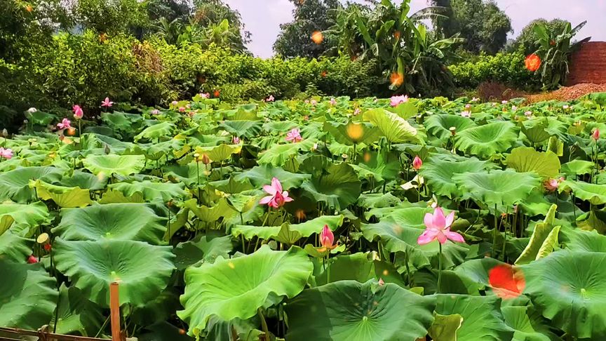 挨挨挤挤,重重叠叠