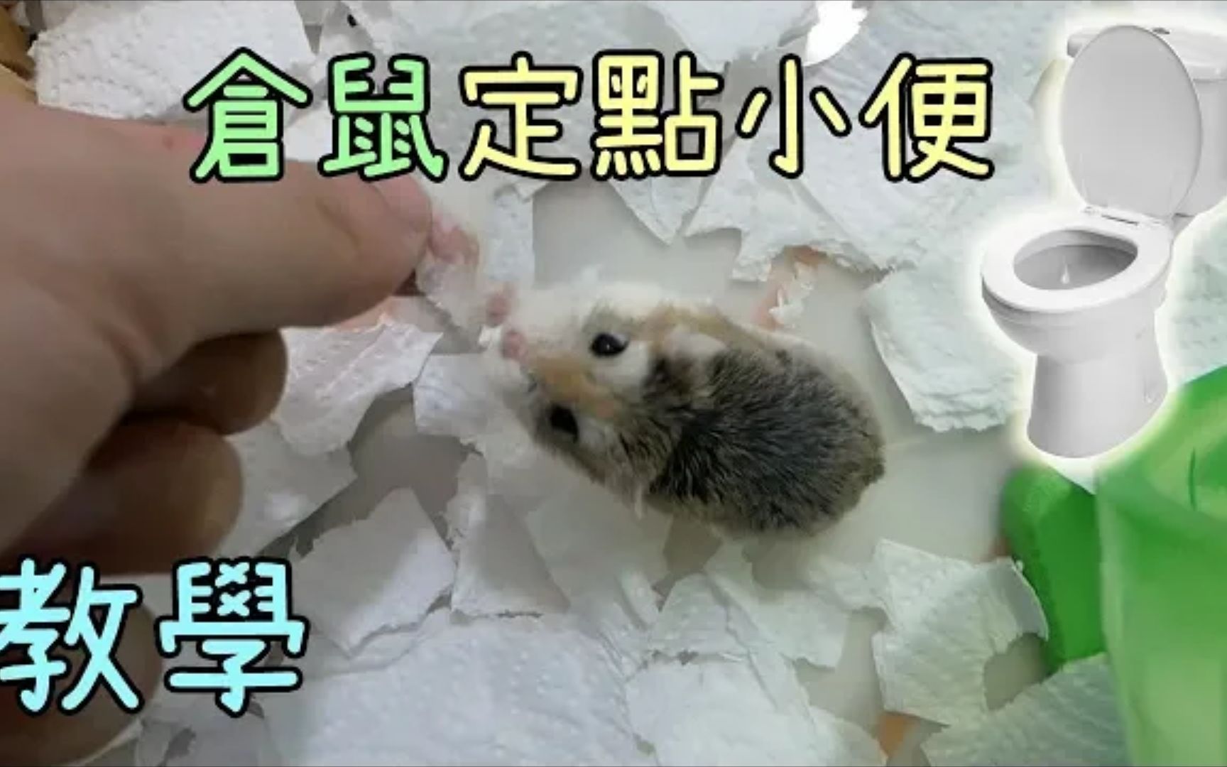 如何解决仓鼠随地尿尿