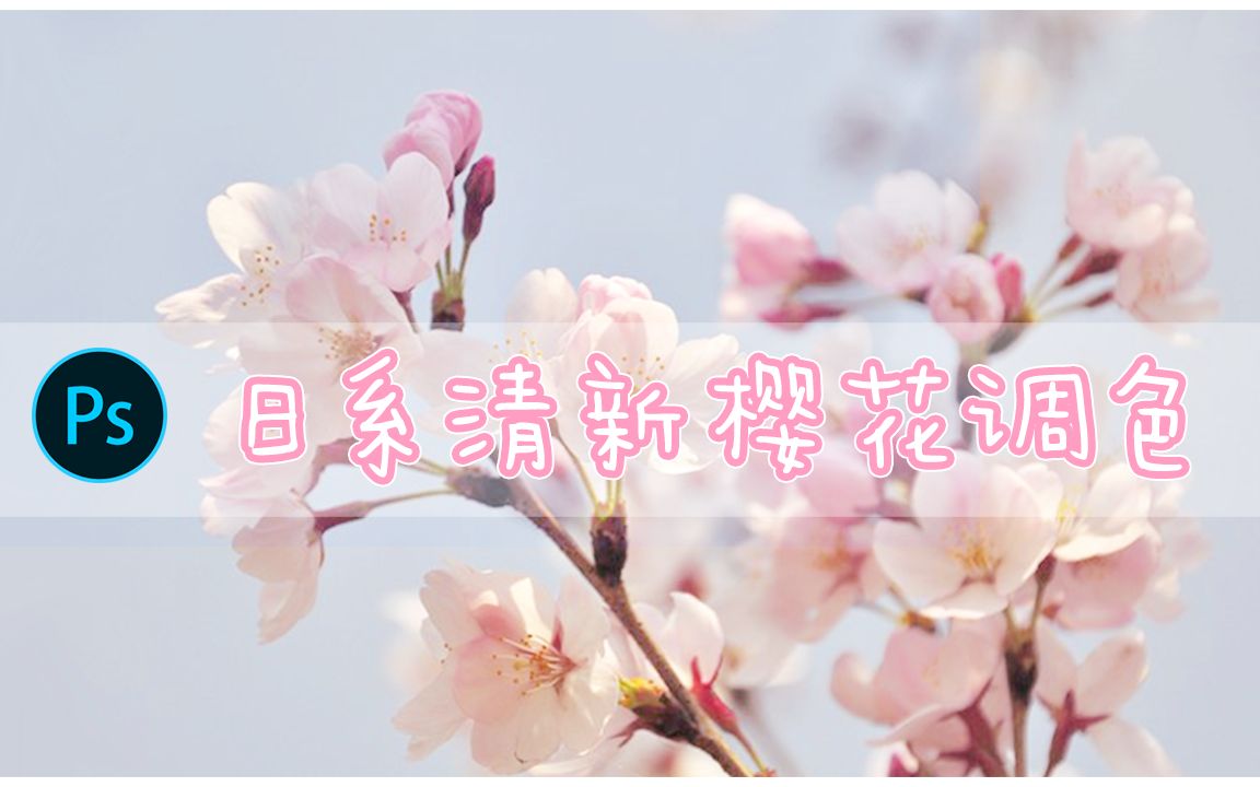 【PS教程】樱花季来啦!教你如何用PS调出清新的樱花~