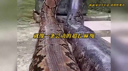 精彩的动物世界:蟒蛇的长度真是太恐怖了!场面值得一看哦