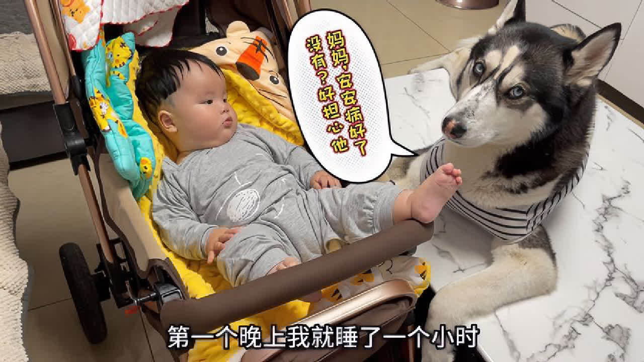六个月的宝宝感染新冠,狗狗担心他寸步不离地守着他,看哭了!