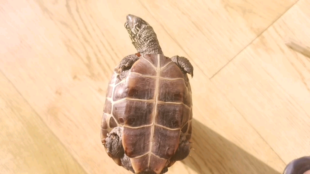 【乌龟】我不是人。你是真的狗。