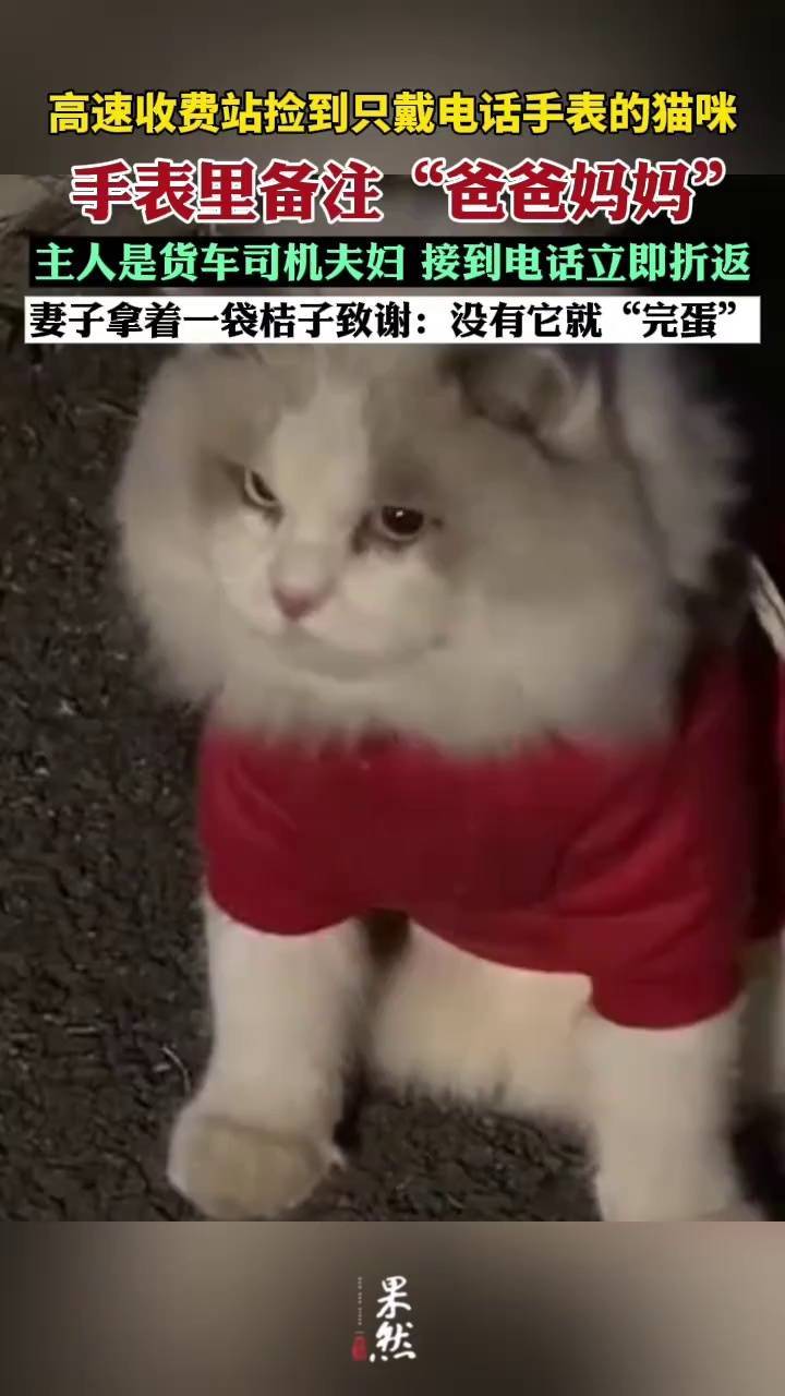高速收费站捡到只戴电话手表的猫咪