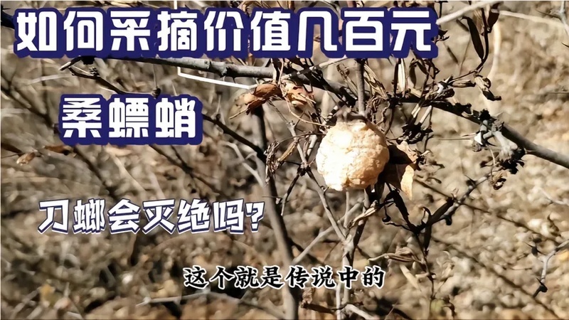 农村又一中药桑螵蛸价格猛涨,每斤180起步,刀螂值得养吗