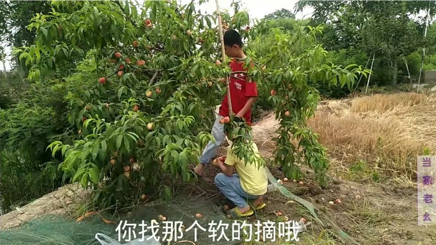 农村宝妈闲着没事带孩子去桃园摘桃子,自家种的天然无农药化肥