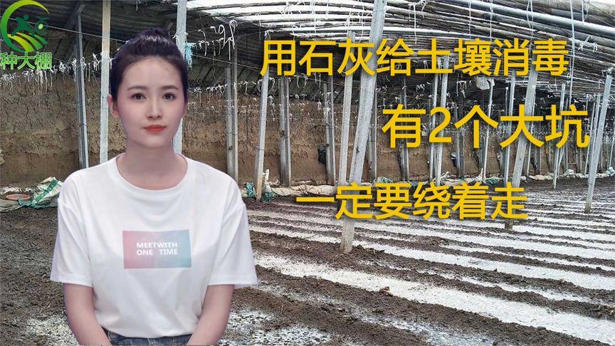 用石灰给土壤消毒有2个大坑,一定要绕着走