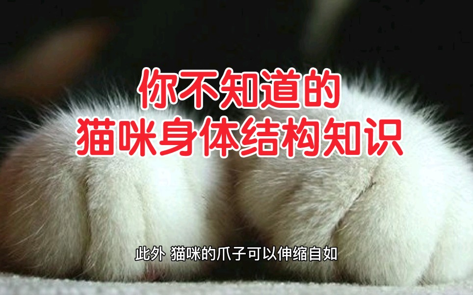 你不知道的猫咪身体结构知识,都总结在这里了!