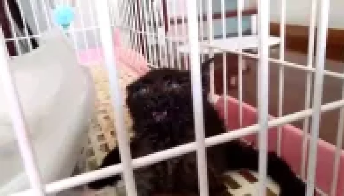 狂犬病发病症状--小猫抽搐