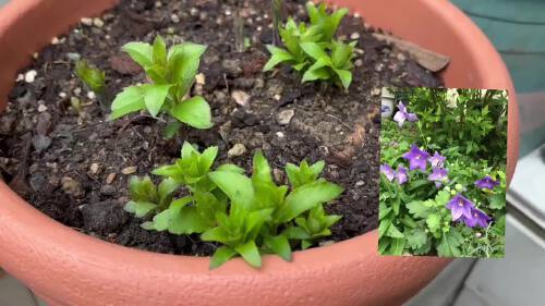 桔梗花:多年生草本种下一次年年开花