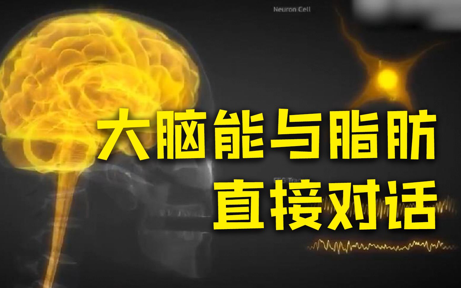 大脑能与脂肪直接对话