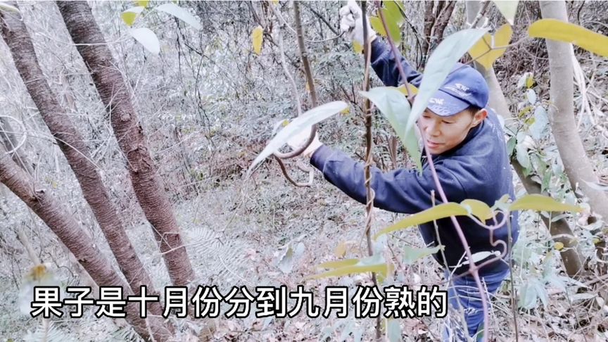 长在深山野林的大血藤,果实味美香甜,它的根藤你知道妙用吗