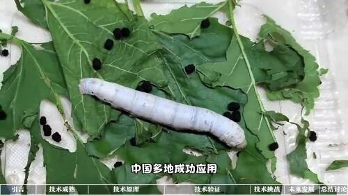 养蚕技术大革新!饲料喂养真的靠谱吗?