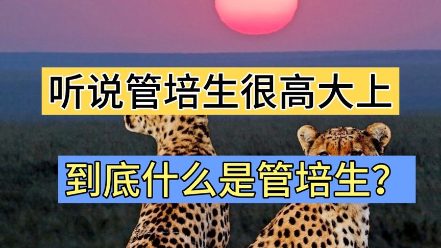 找工作的人请注意,听说管培生很高大上,那到底什么是管培生?