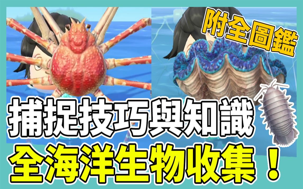 【集合啦!动物森友会】全海洋生物收集攻略!捕捉技巧与知识|大砗磲、...
