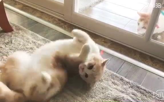 【Bobi酱】撩人小母猫发情,一旁的公猫无动于衷