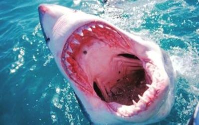 【逍遥小枫】终极BOSS大白鲨来啦!终于不是死亡结局了 | 海底大猎杀(...