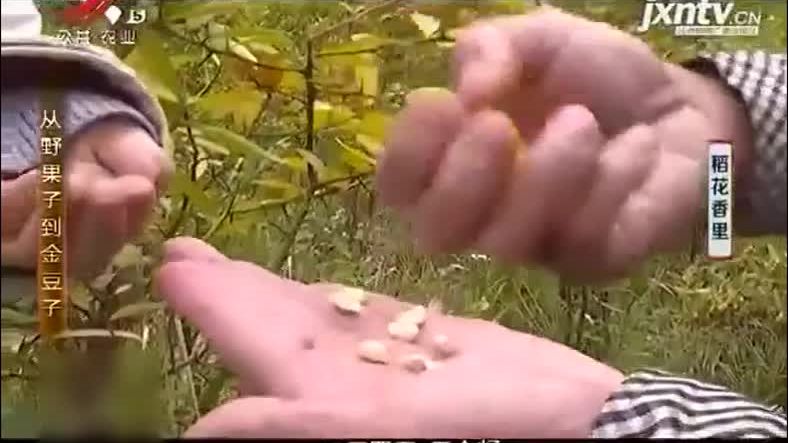 全是籽的山橘子有何价值,能够清热化痰,一般只有老一辈人知道