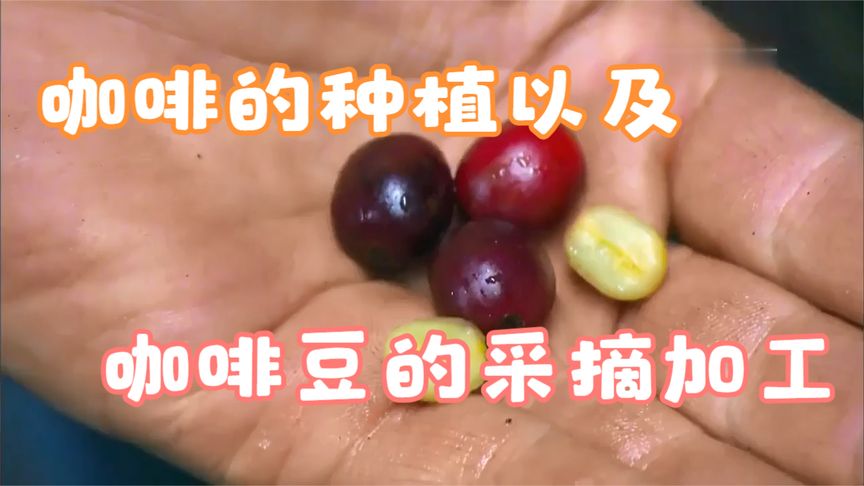 造物小百科.S06E03.3.咖啡的种植以及咖啡豆的采摘和加工。