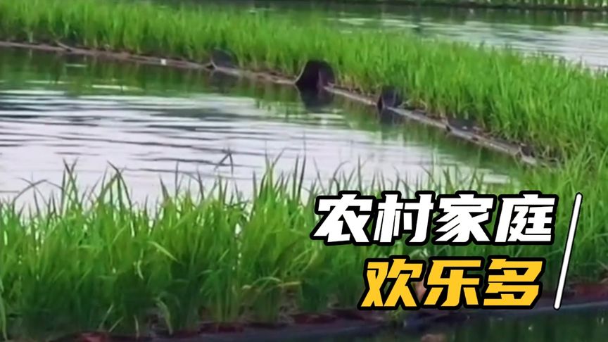 农村鱼塘漂浮水稻种植收获!地区利用水面盆栽漂