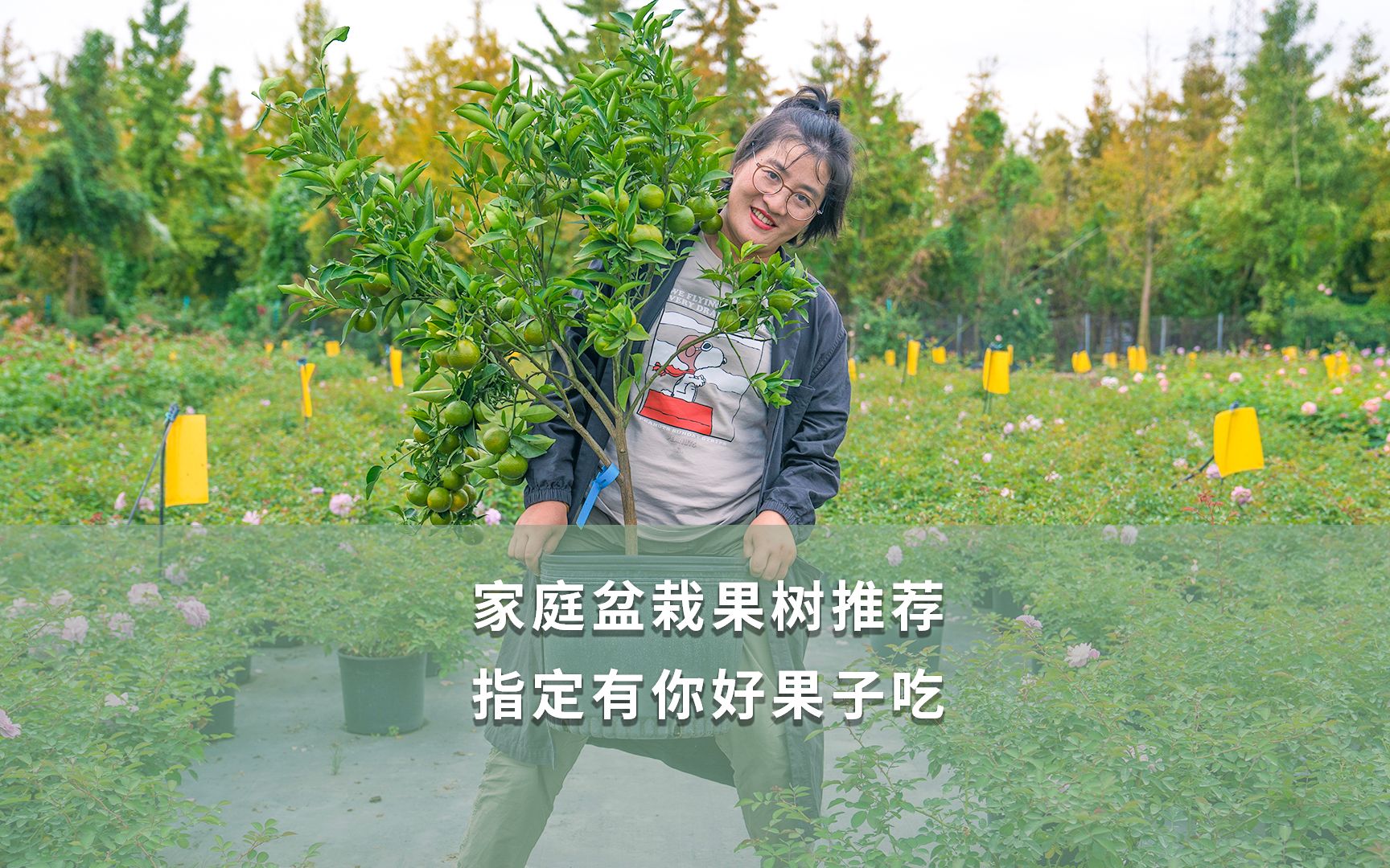 【海妈植物推荐】家庭盆栽果树推荐,指定有你好果子吃