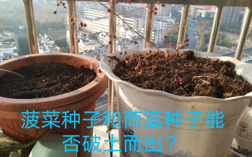 【一米五】菠菜和茼蒿的生长记录?花盆里的菜