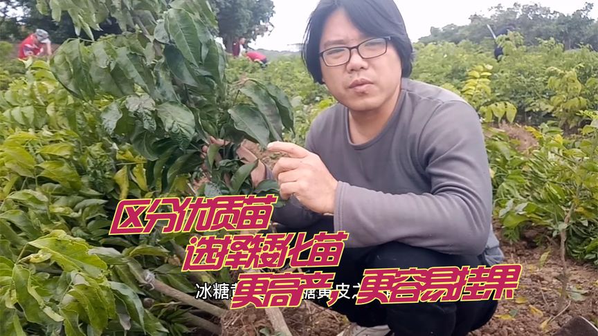 种植鸡心黄皮苗的一些常识,一步走错步步错!学会了实现弯道超车