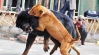 乐开怀: 比特犬打架视频, 最凶猛的狗能一口咬死藏獒, 不愧为斗犬