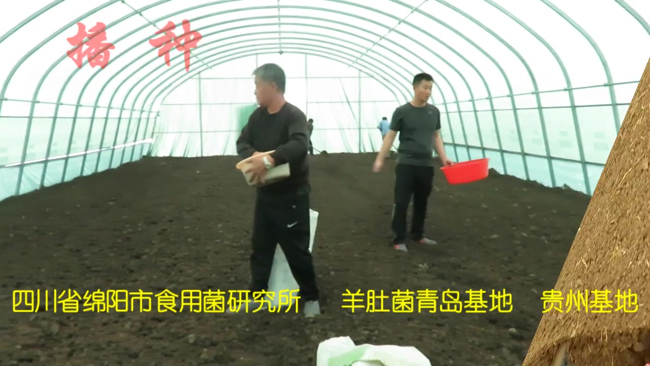 怎样种植羊肚菌(技术视频)
