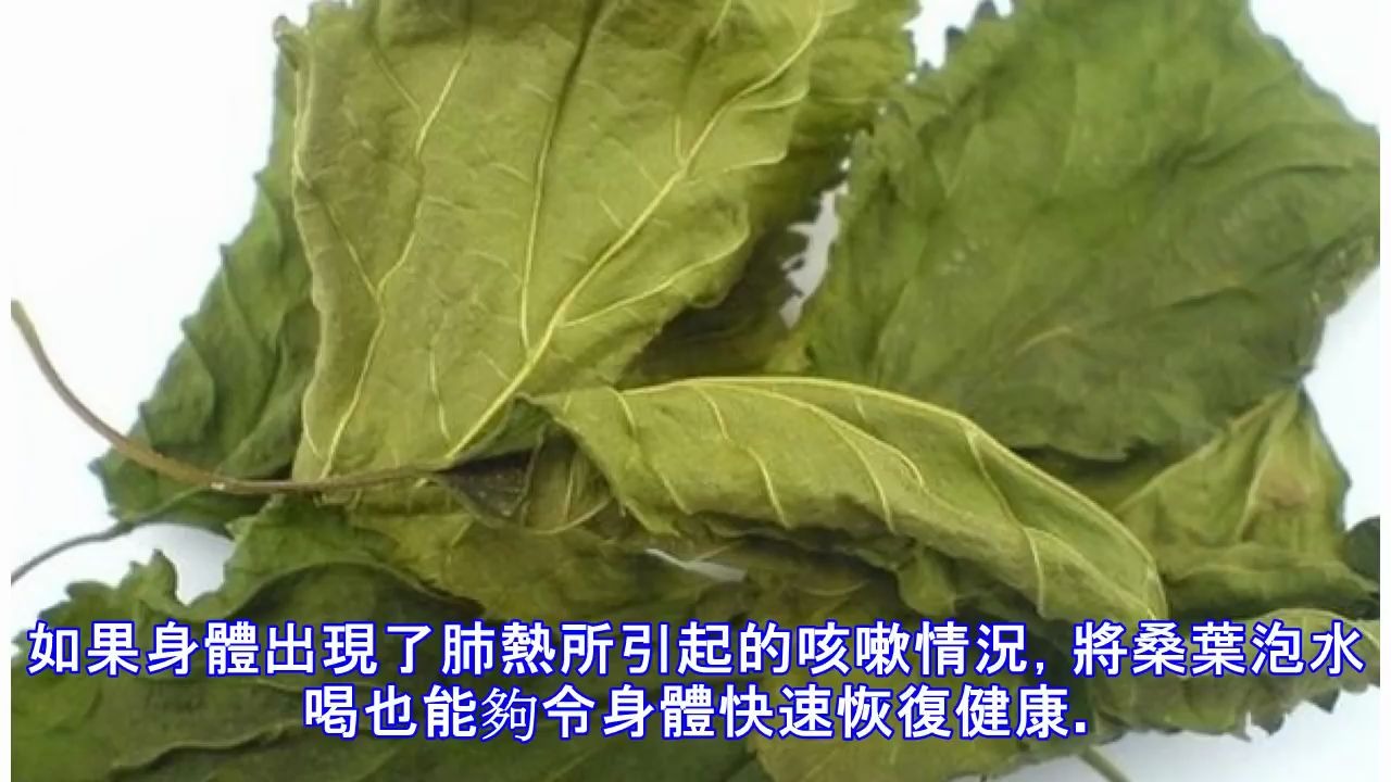 桑葉泡水喝有什麼功效?教你如何製作桑葉茶