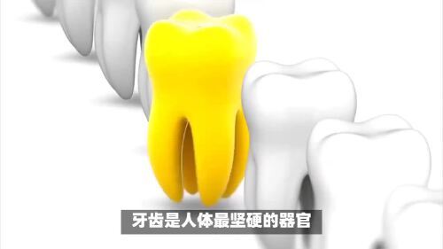 牙齿的分类与功能解析了解下牙齿是如何分类