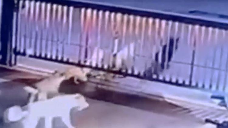 7条流浪狗深夜进小区合伙咬死流浪猫 民警出手了